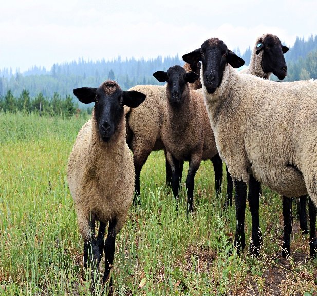 Founding a Flock of Sheep - The Vet Experts